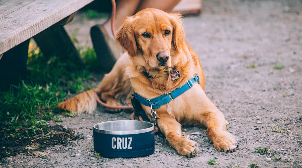 Versatile 3-in-1 Dog Bowl for Every Adventure | RTIC